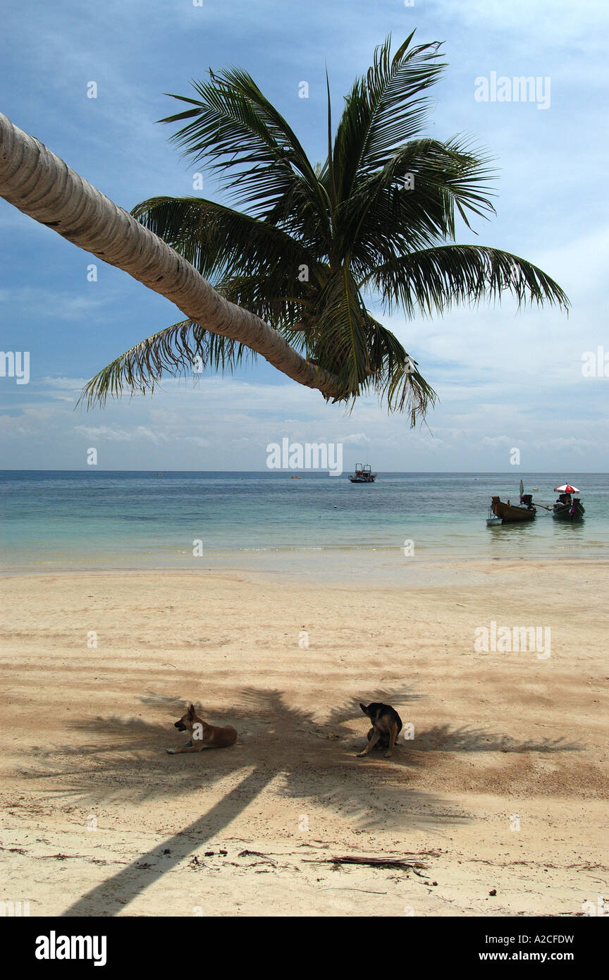 Palm tree growing over Sairee Beach, Koh Tao Thailand Stock Photo - Alamy