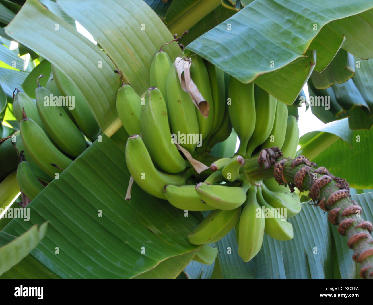 Banana tree with bananas Stock Photo - Alamy