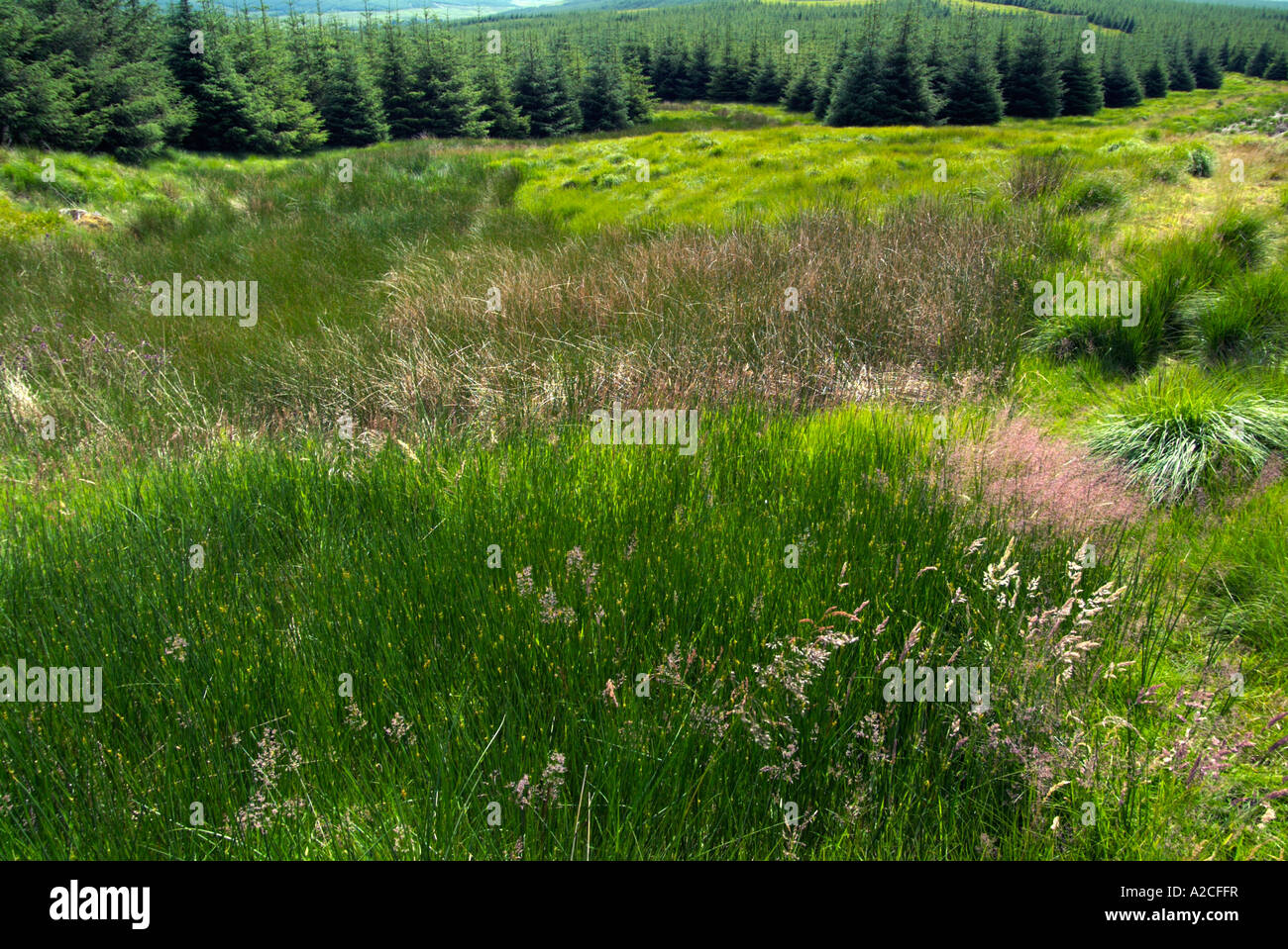 Galloway hills plantations hi-res stock photography and images - Alamy
