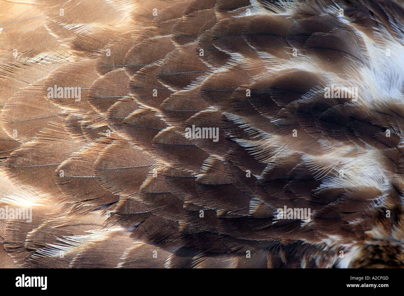 Red shouldered Hawk feathers feet beak Stock Photo - Alamy