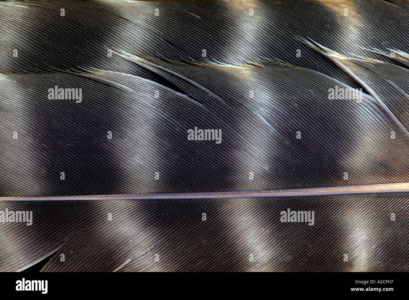 Hawk feet hi-res stock photography and images - Alamy