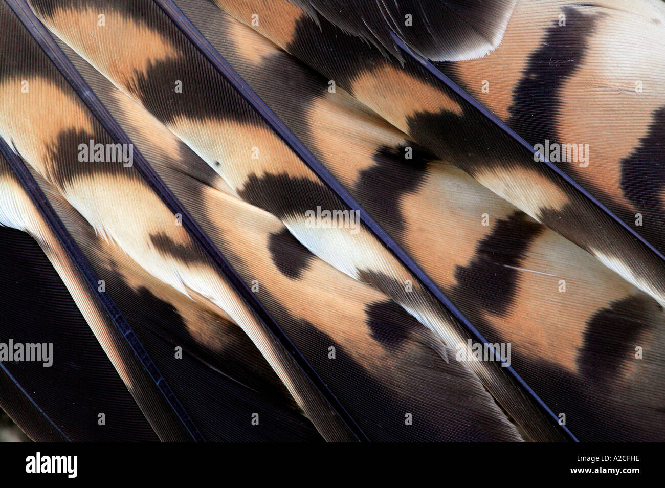Red shouldered Hawk feathers feet beak Stock Photo - Alamy