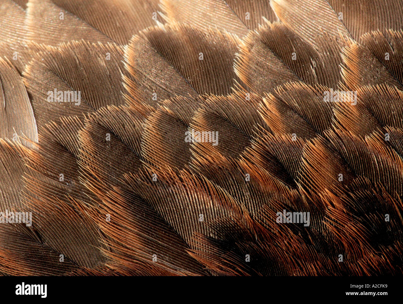 Red shouldered Hawk feathers feet beak Stock Photo - Alamy