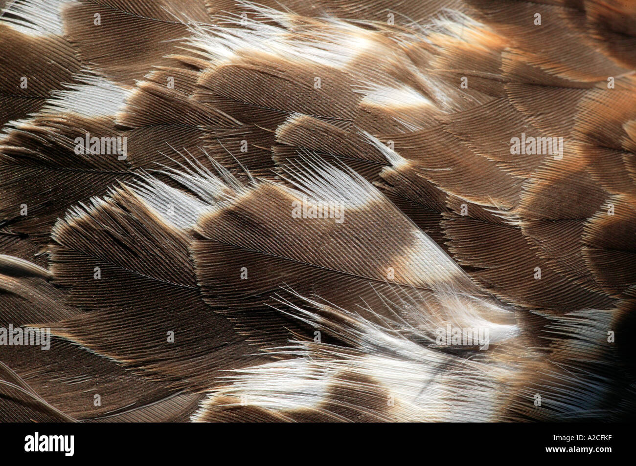 Red shouldered Hawk feathers feet beak Stock Photo - Alamy