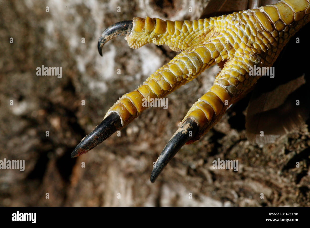 Red shouldered Hawk feathers feet beak Stock Photo - Alamy