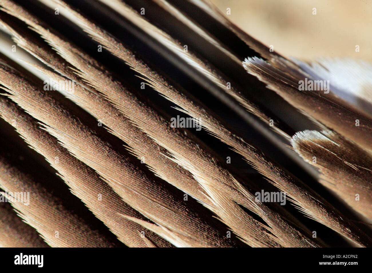 Red shouldered Hawk feathers feet beak Stock Photo - Alamy