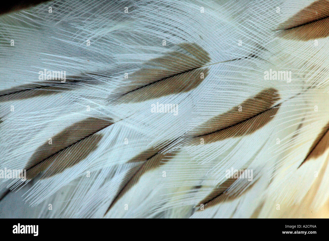 Red shouldered Hawk feathers feet beak Stock Photo - Alamy