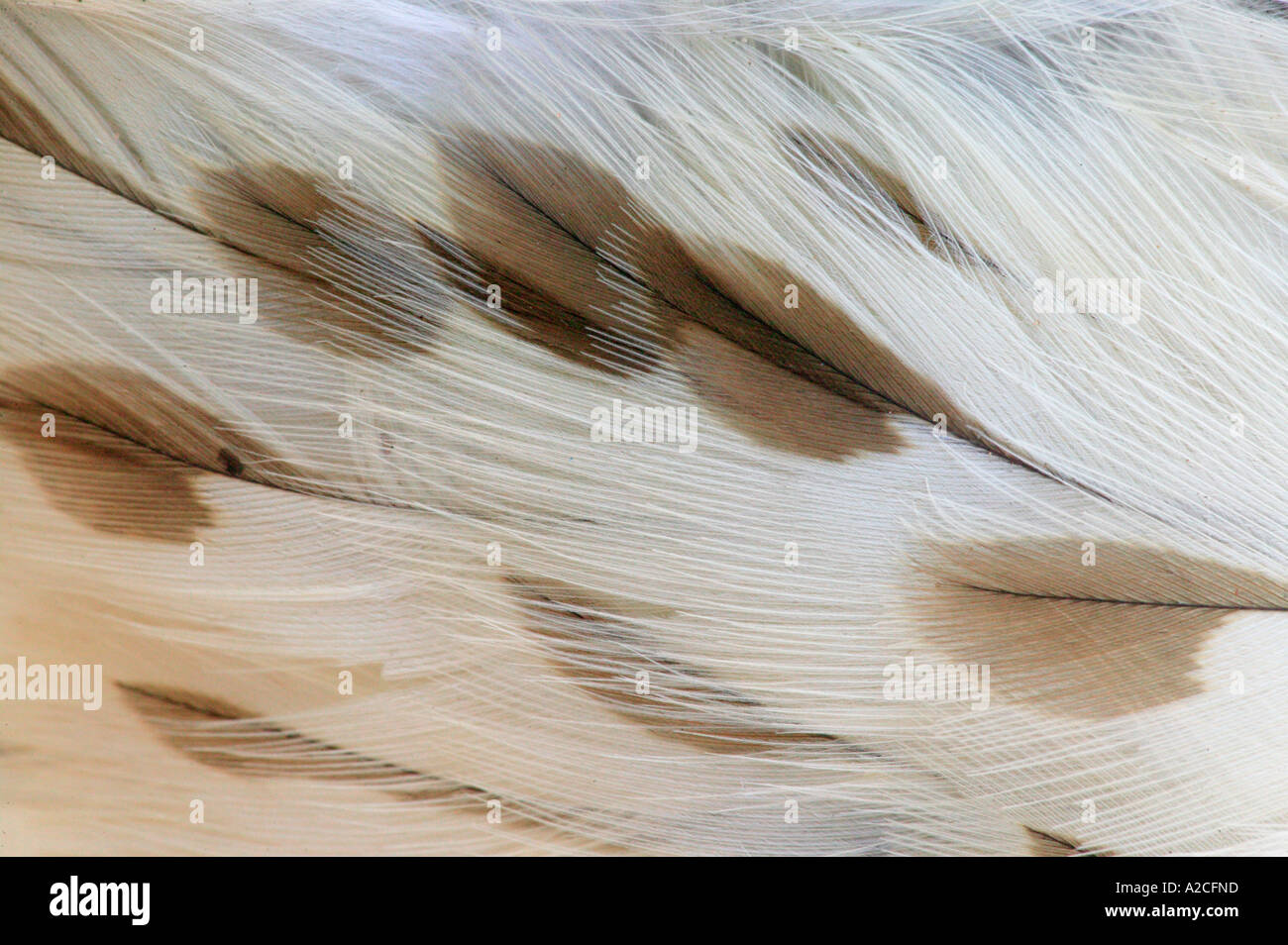 Red shouldered Hawk feathers feet beak Stock Photo - Alamy