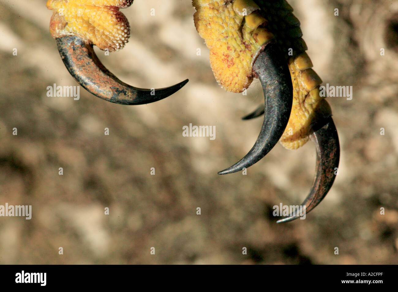 Red shouldered Hawk feathers feet beak Stock Photo - Alamy