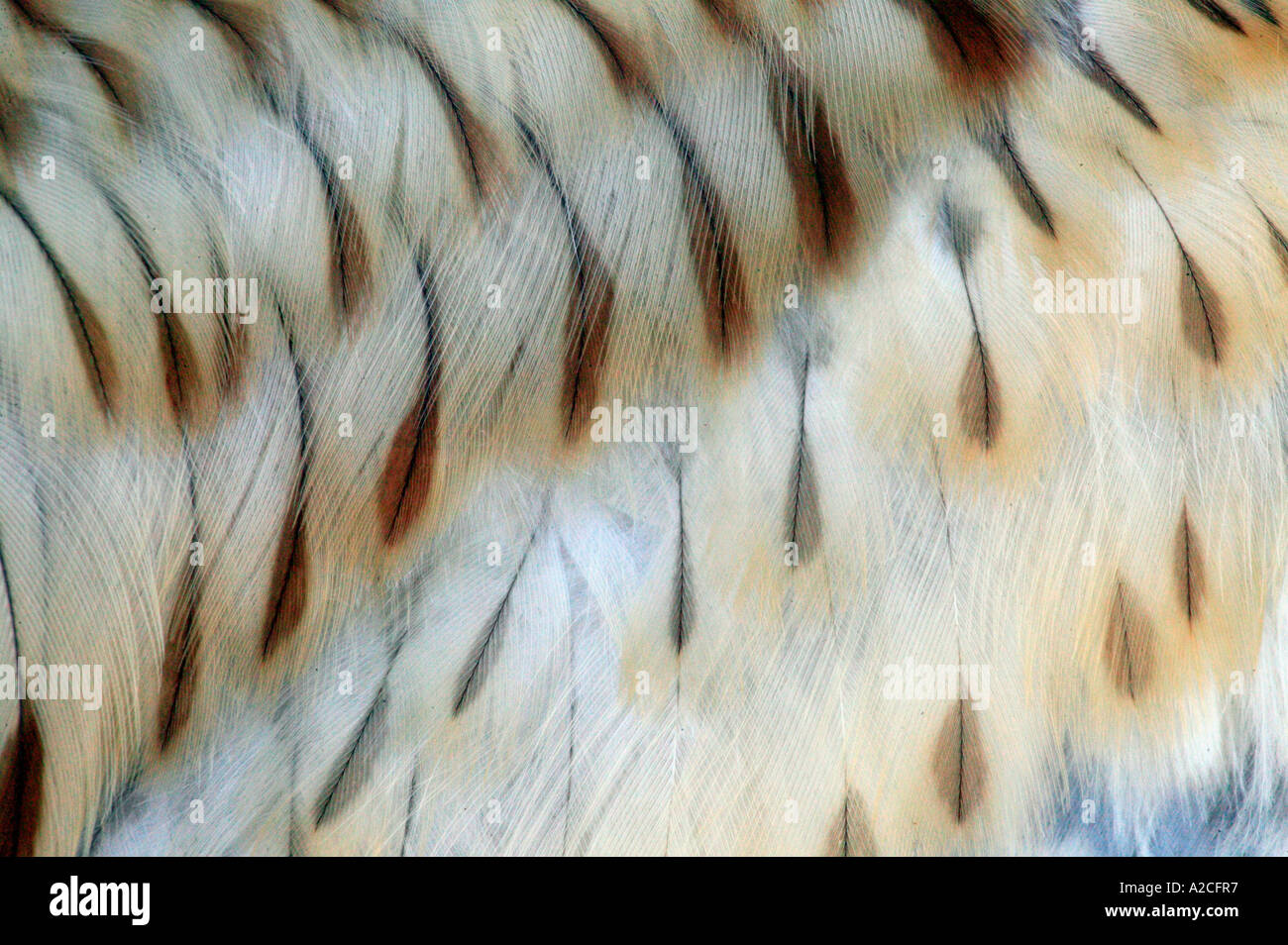 Red shouldered Hawk feathers feet beak Stock Photo - Alamy