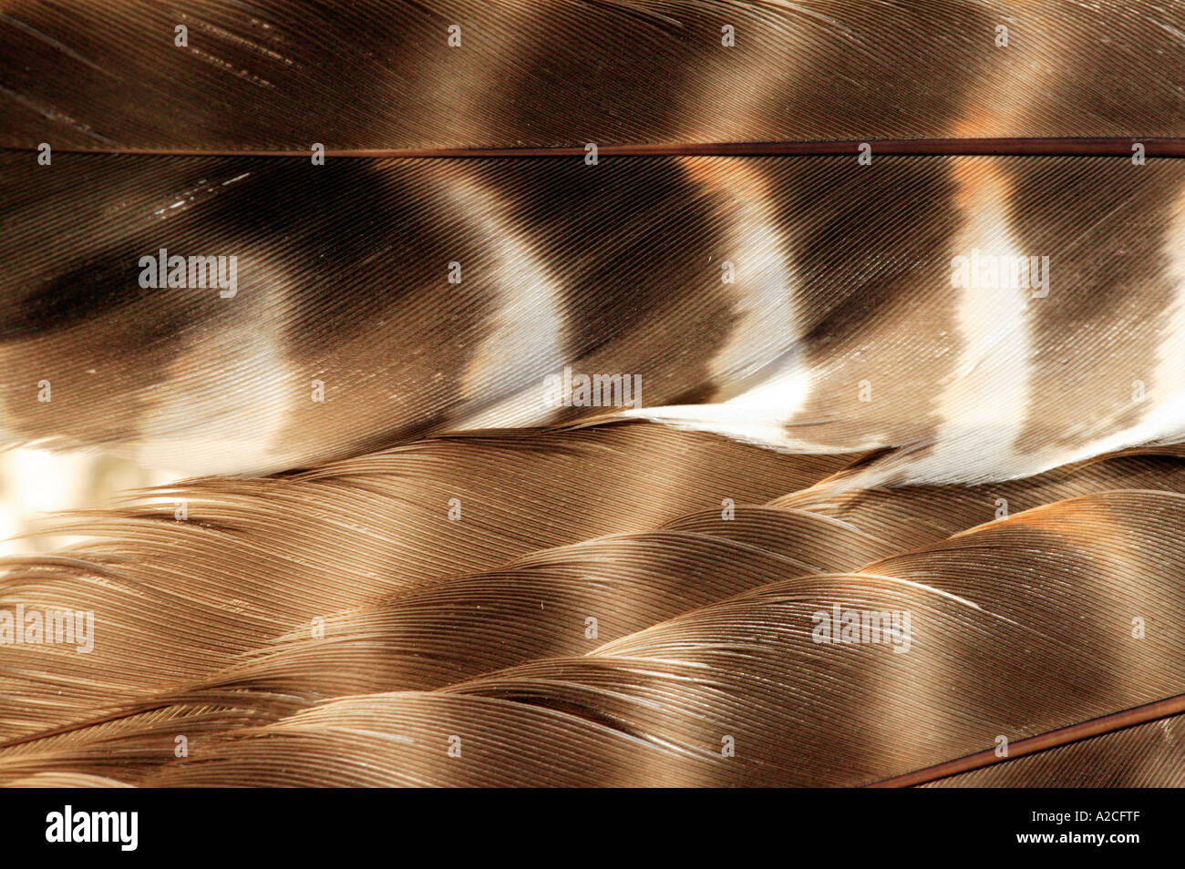 Red shouldered Hawk feathers feet beak Stock Photo - Alamy