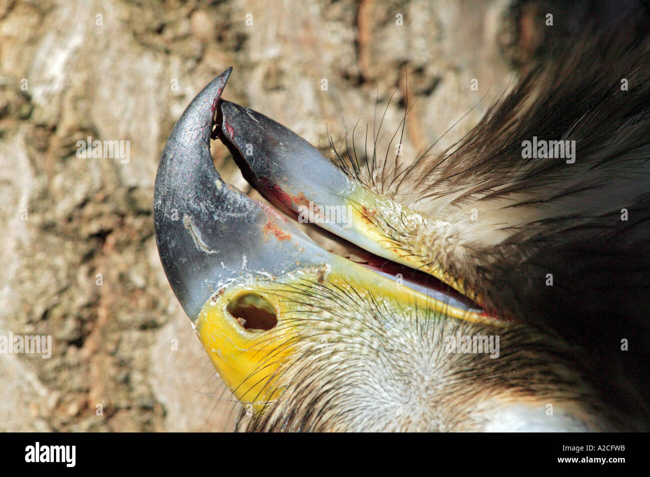 Red shouldered hawk feathers feet hi-res stock photography and images ...