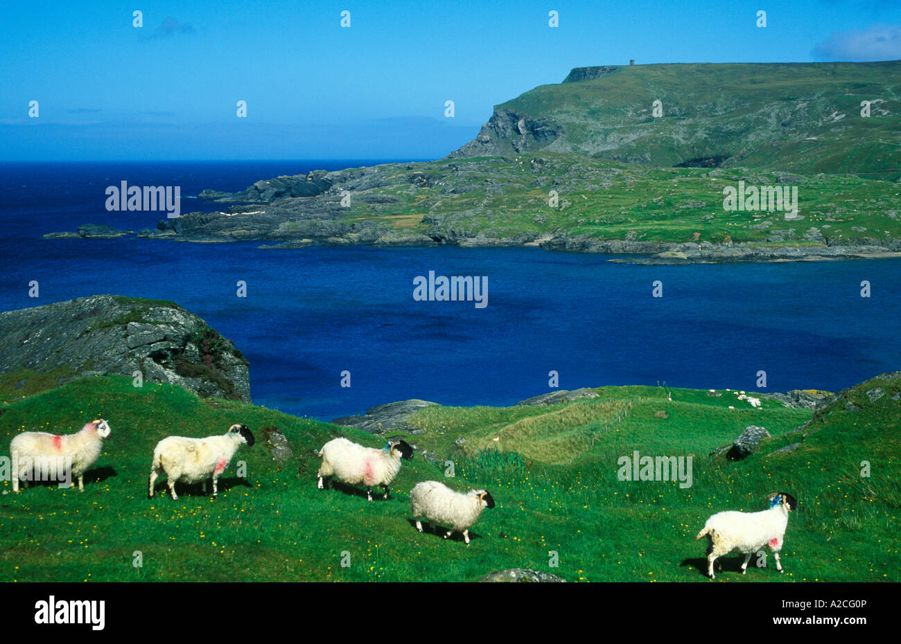 sheep in cliff scenery near Glencolumbkille in County Donegal in ...