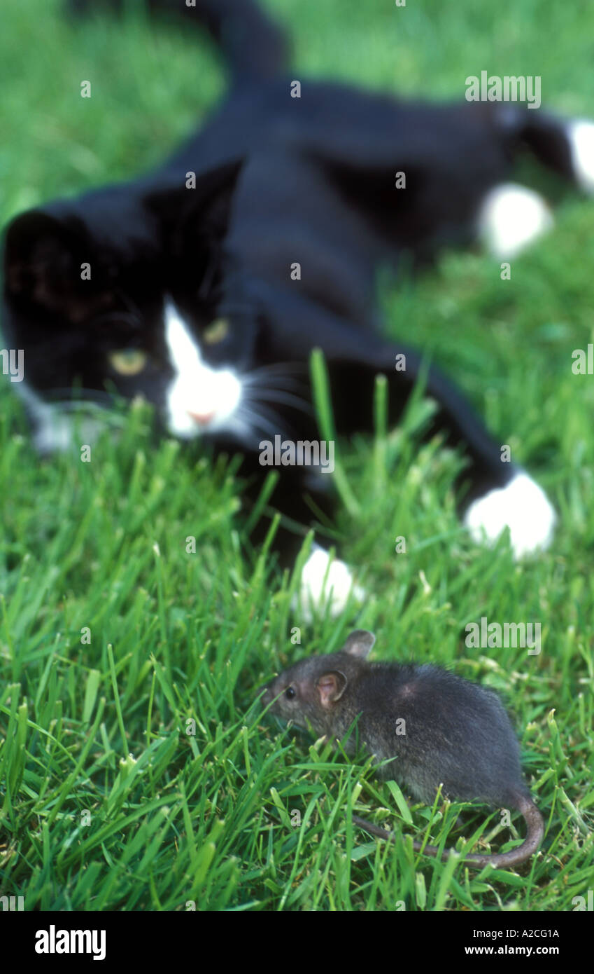 cat and rat Stock Photo - Alamy