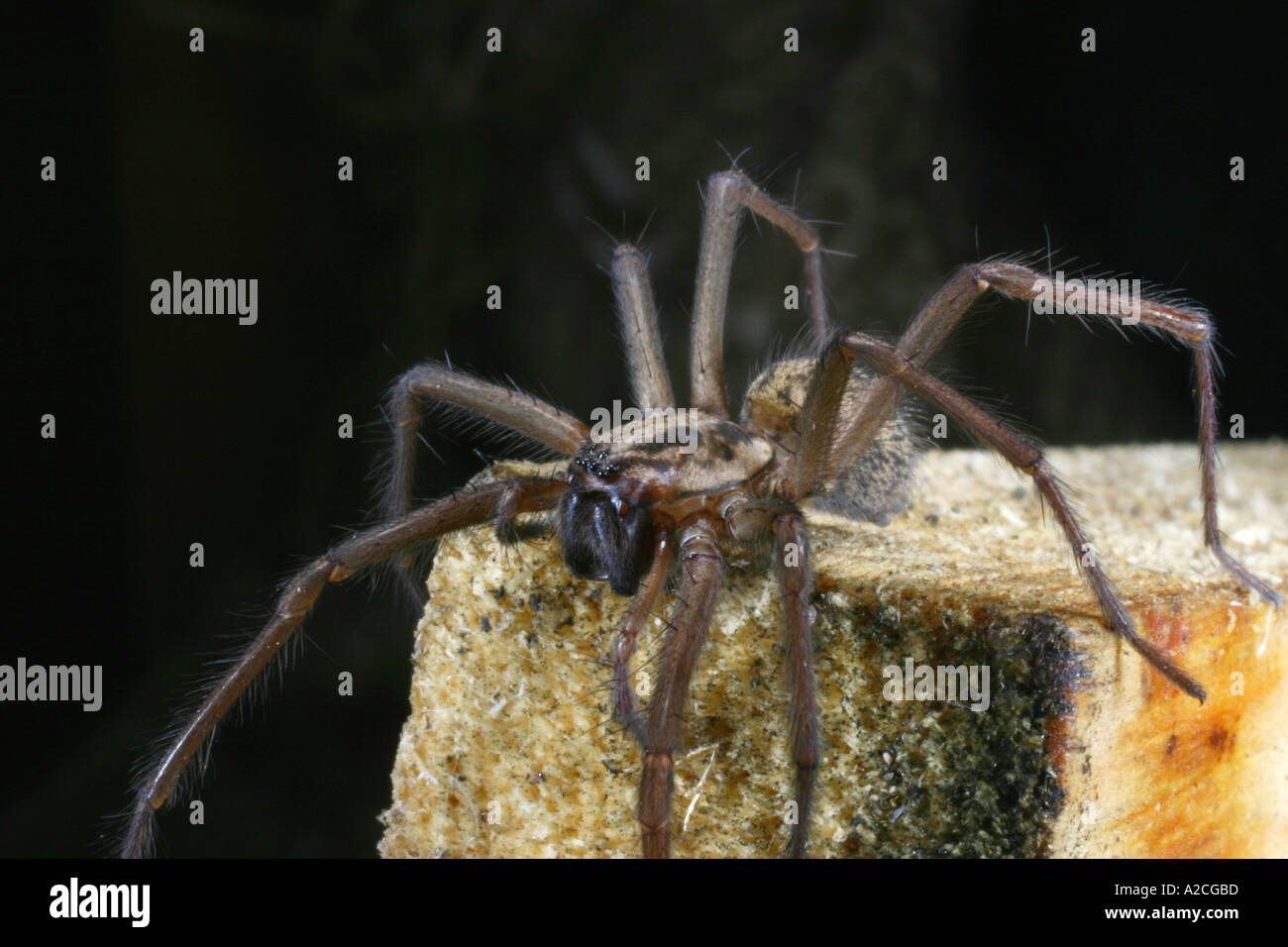 Male House Spider Tegenaria derhami Stock Photo - Alamy