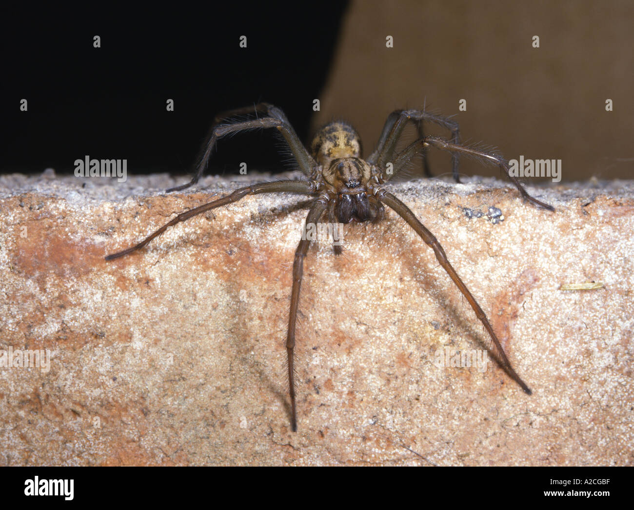 Male House Spider Tegenaria derhami Stock Photo - Alamy