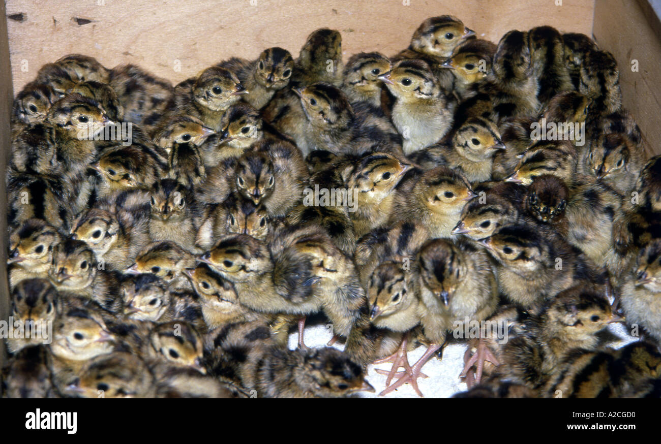 Pheasant chicks being sorted by gamekeeper after hatching in incubator ...