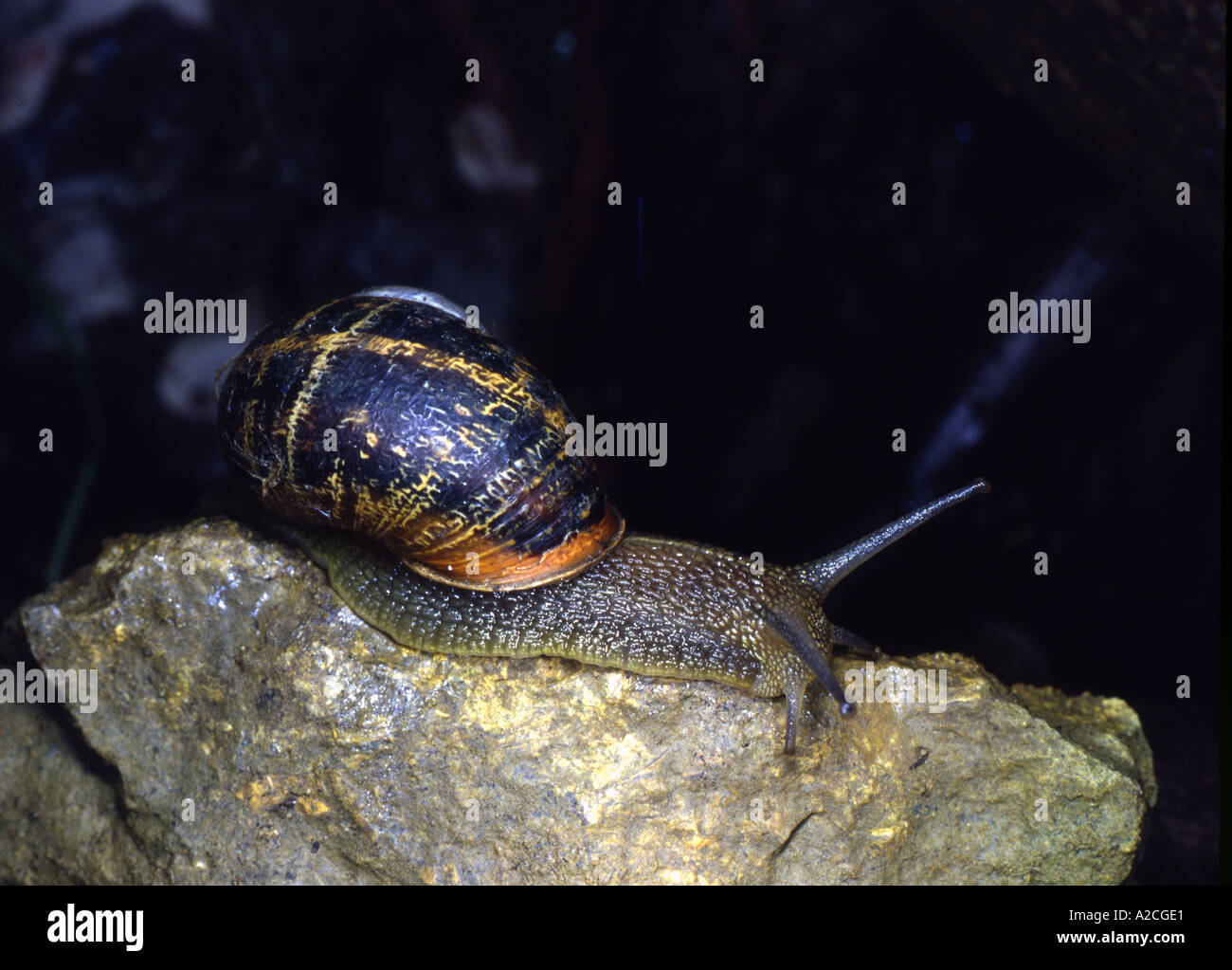 Garden Snail on rock Stock Photo - Alamy