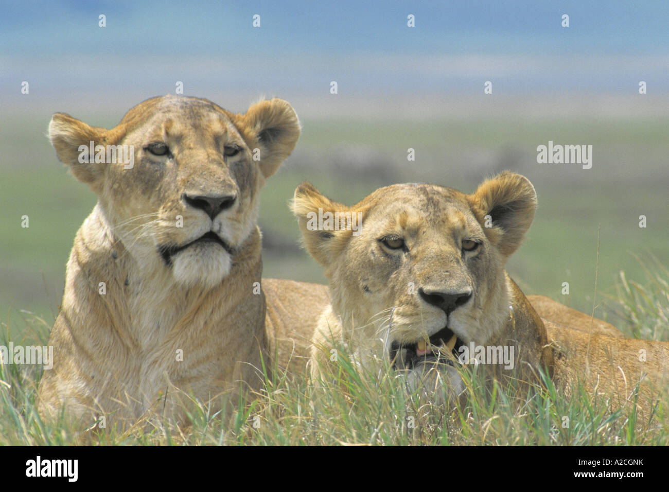 Tanzania Ngorongoro lion panthera leo Stock Photo - Alamy