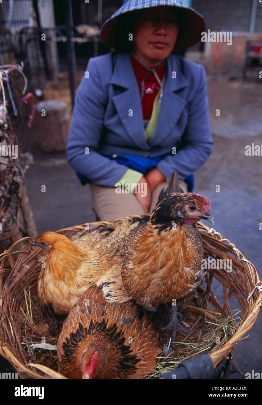 Chinese woman selling live chickens at market Lijiang Yunnan Province ...