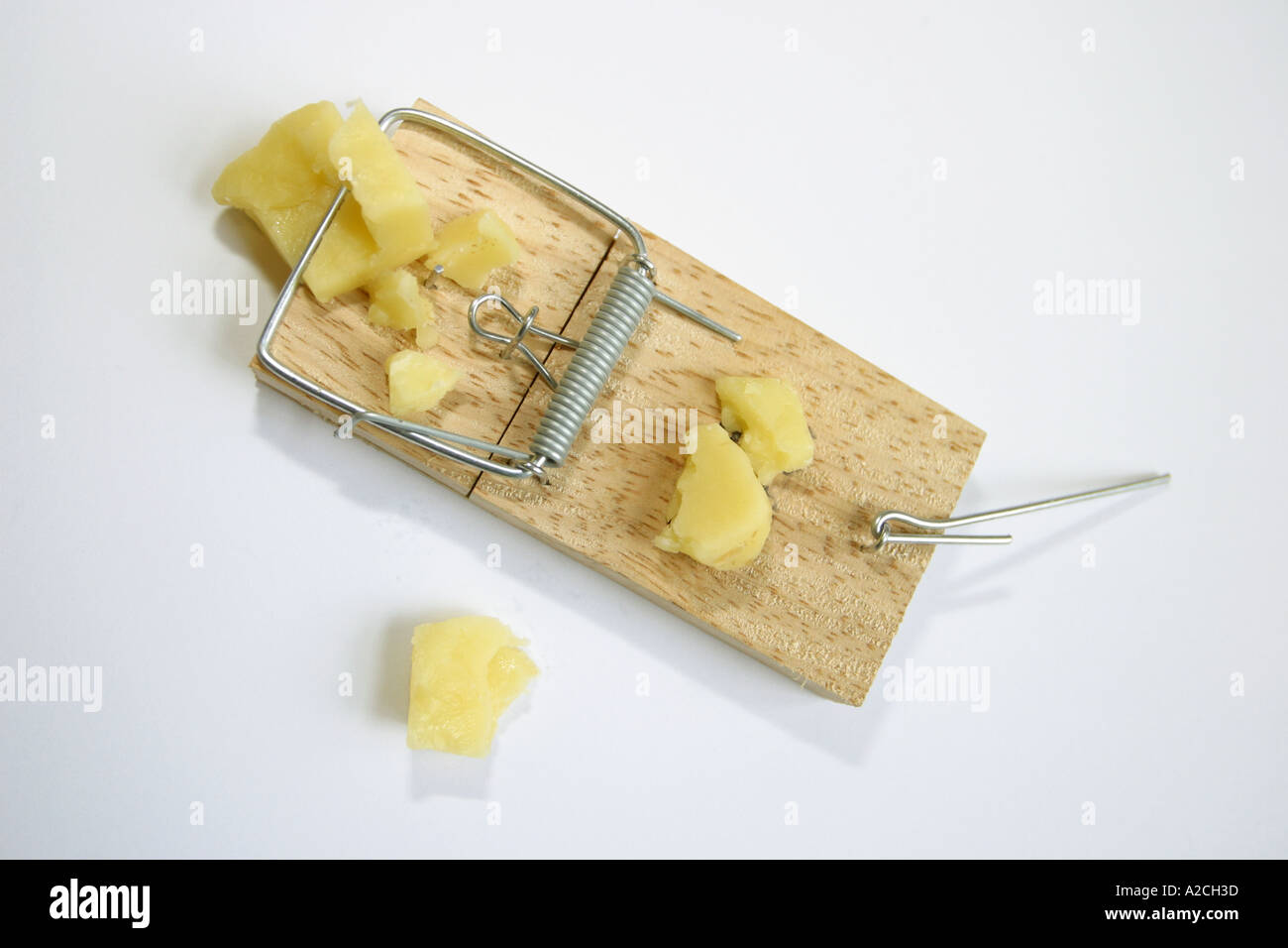 Cheese bait on a mousetrap mouse trap Stock Photo - Alamy