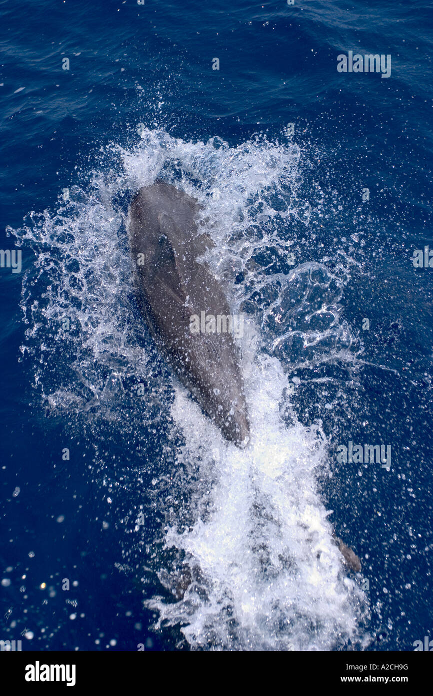 Dolphins aquarium vertical hi-res stock photography and images - Alamy