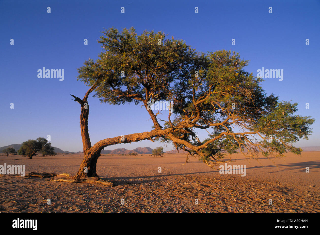 Namibia Namib Desert Sesriem bent tree landscape scenery Stock Photo ...