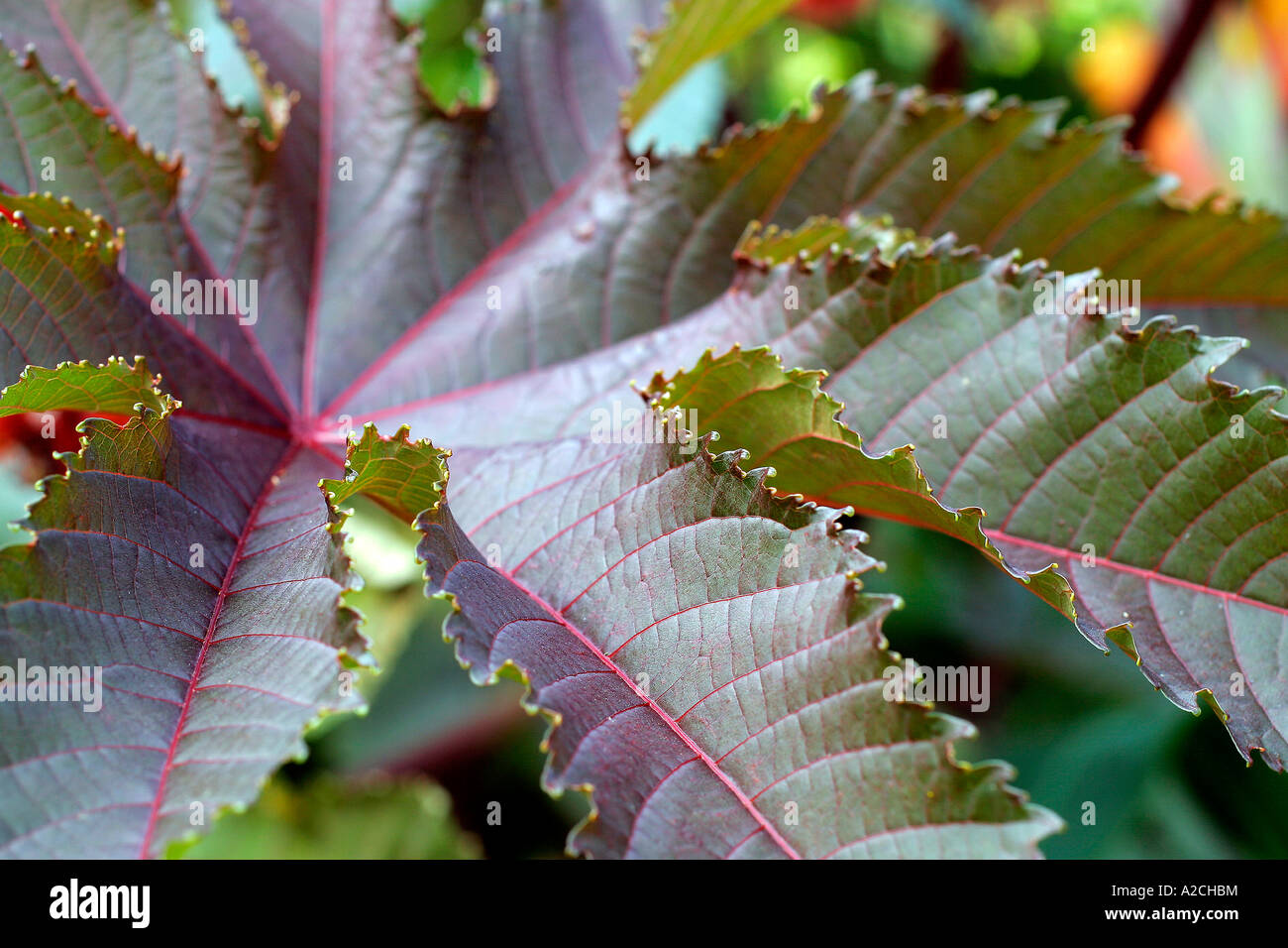 RICINUS COMMUNIS CASTOR OIL PLANT Stock Photo - Alamy