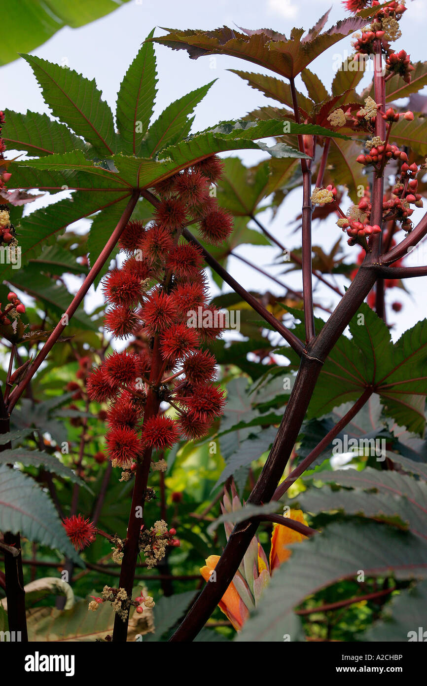 Sun flower castor hi-res stock photography and images - Alamy