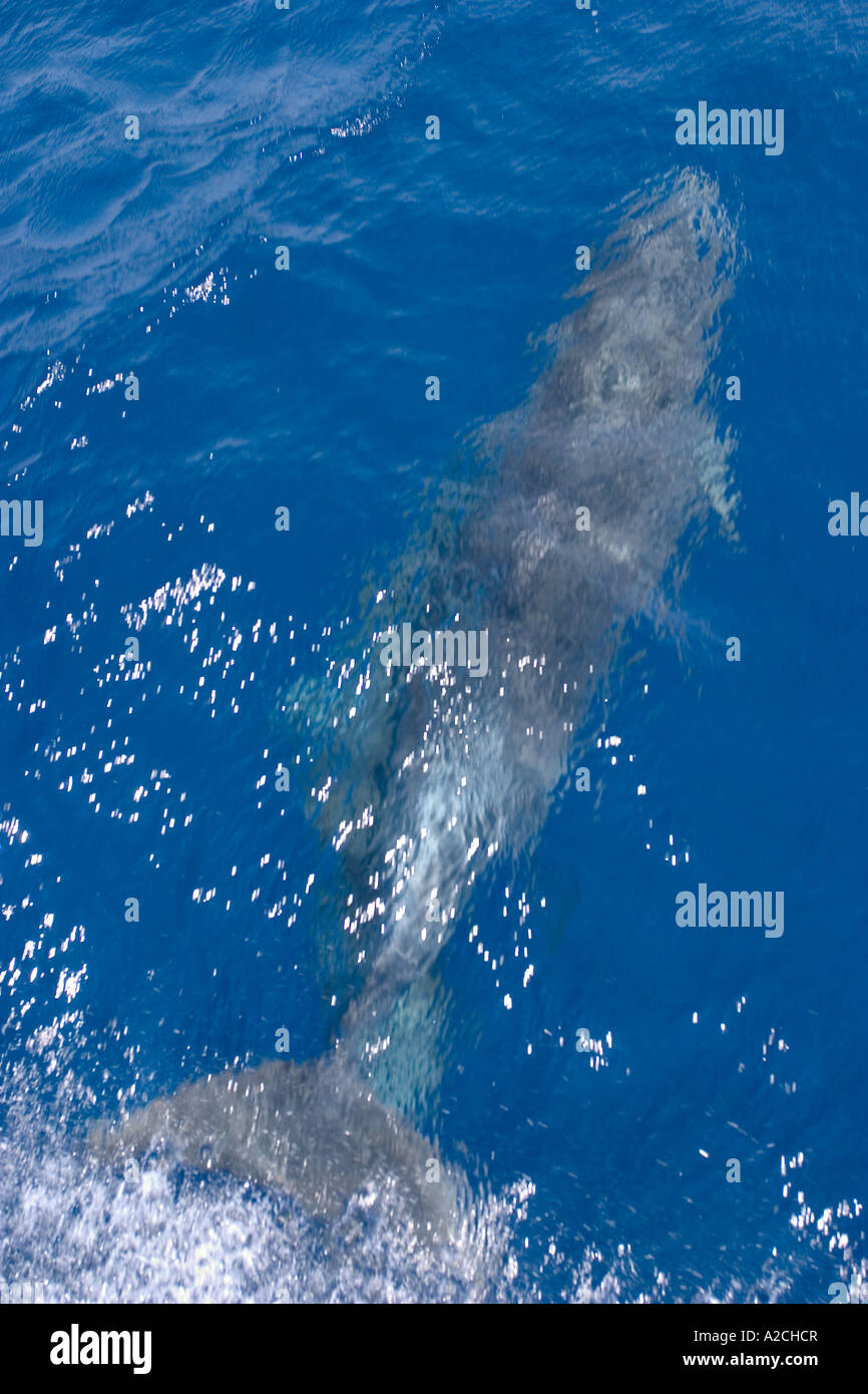 dolphin jumping out of water Stock Photo - Alamy