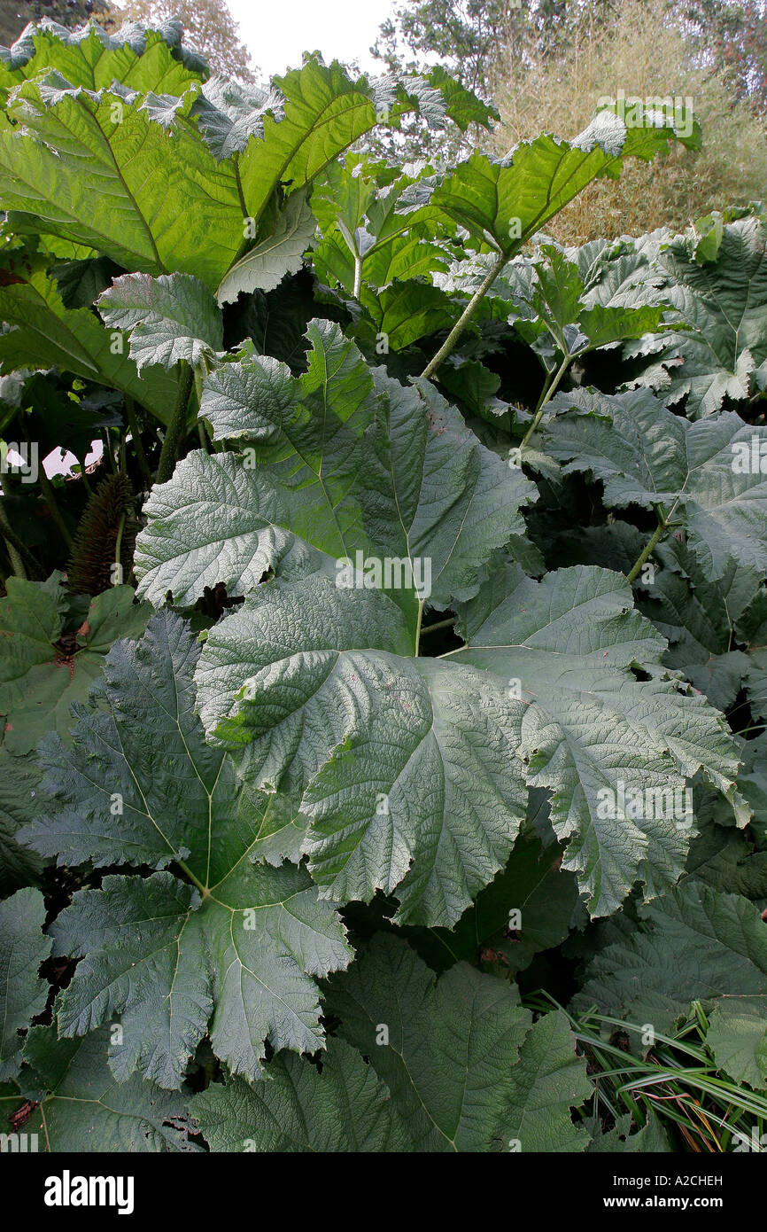 Wet gunnera hi-res stock photography and images - Alamy