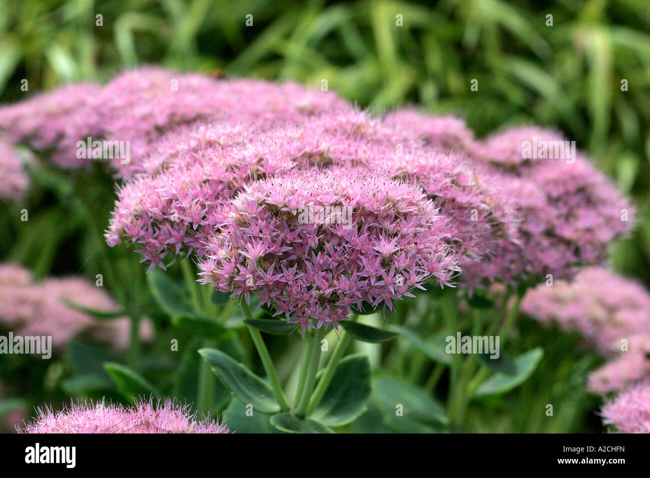 SEDUM SPECTABILE BRILLIANT Stock Photo - Alamy