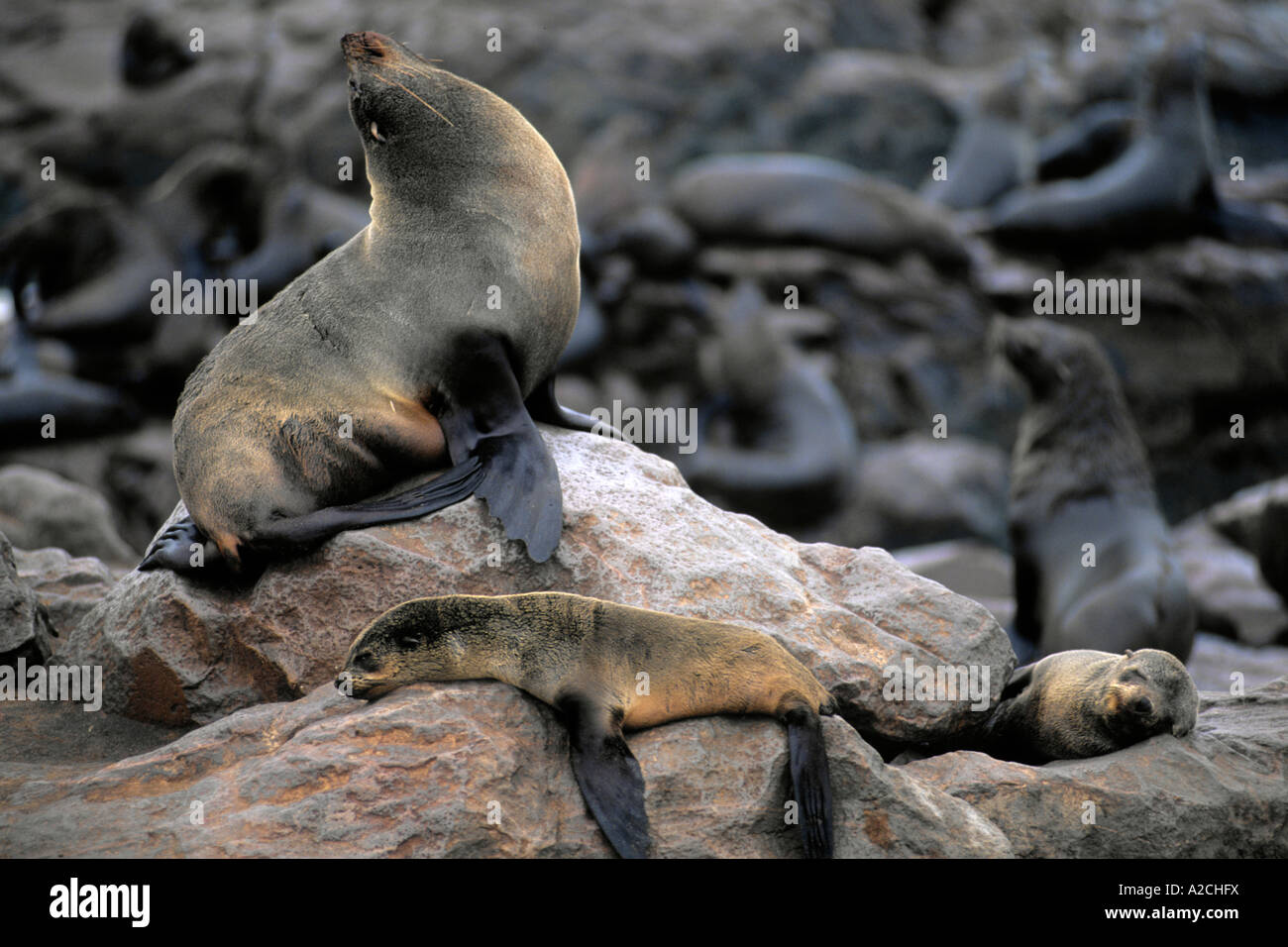 Namibia cape fur seals arctocephalus pusillus pusillus Stock Photo - Alamy