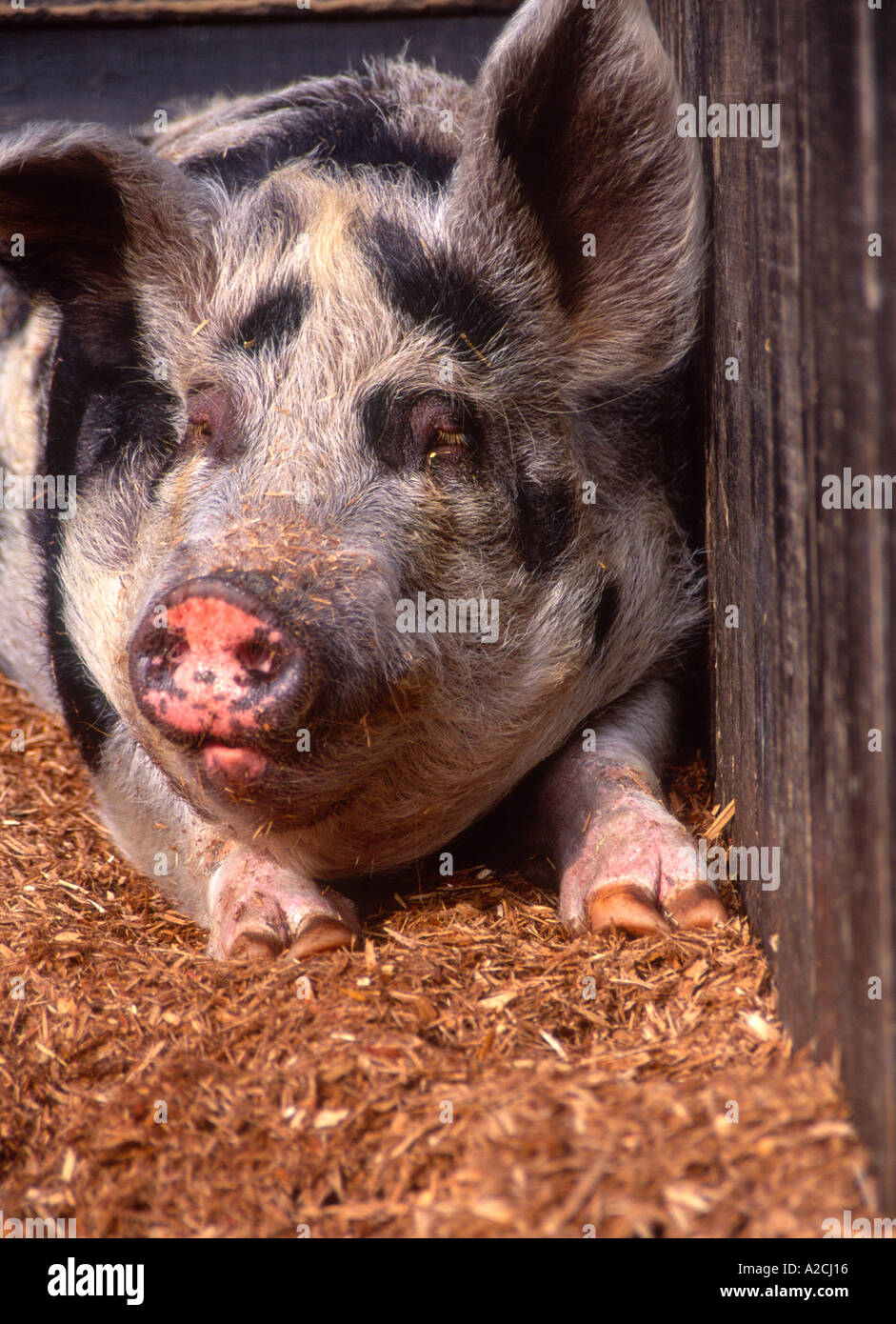 Native pig breed Colchester zoo Stock Photo - Alamy