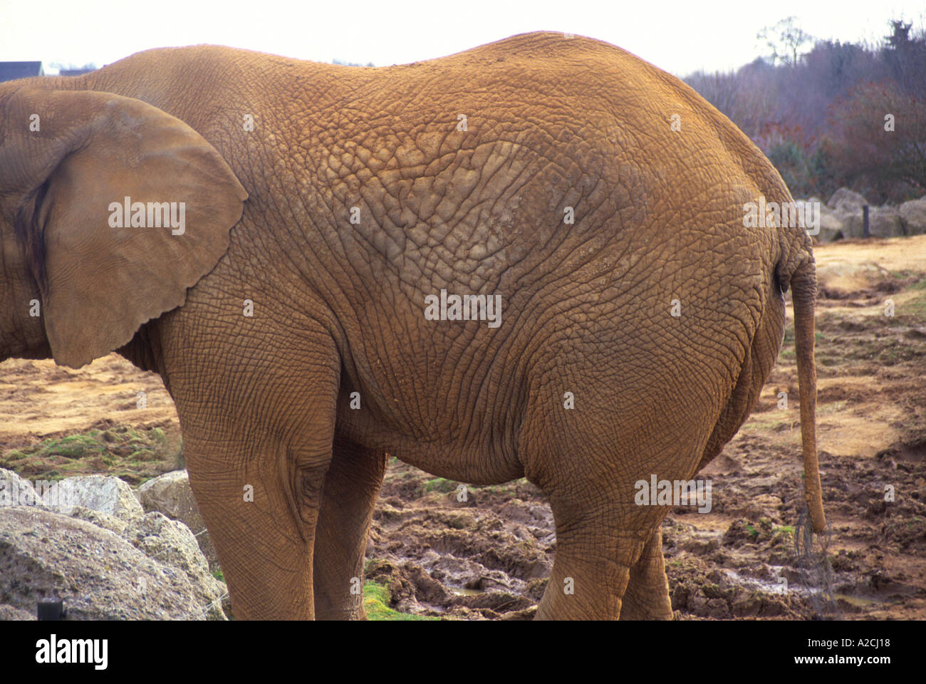 Elephant rear back part Colchester zoo Stock Photo - Alamy