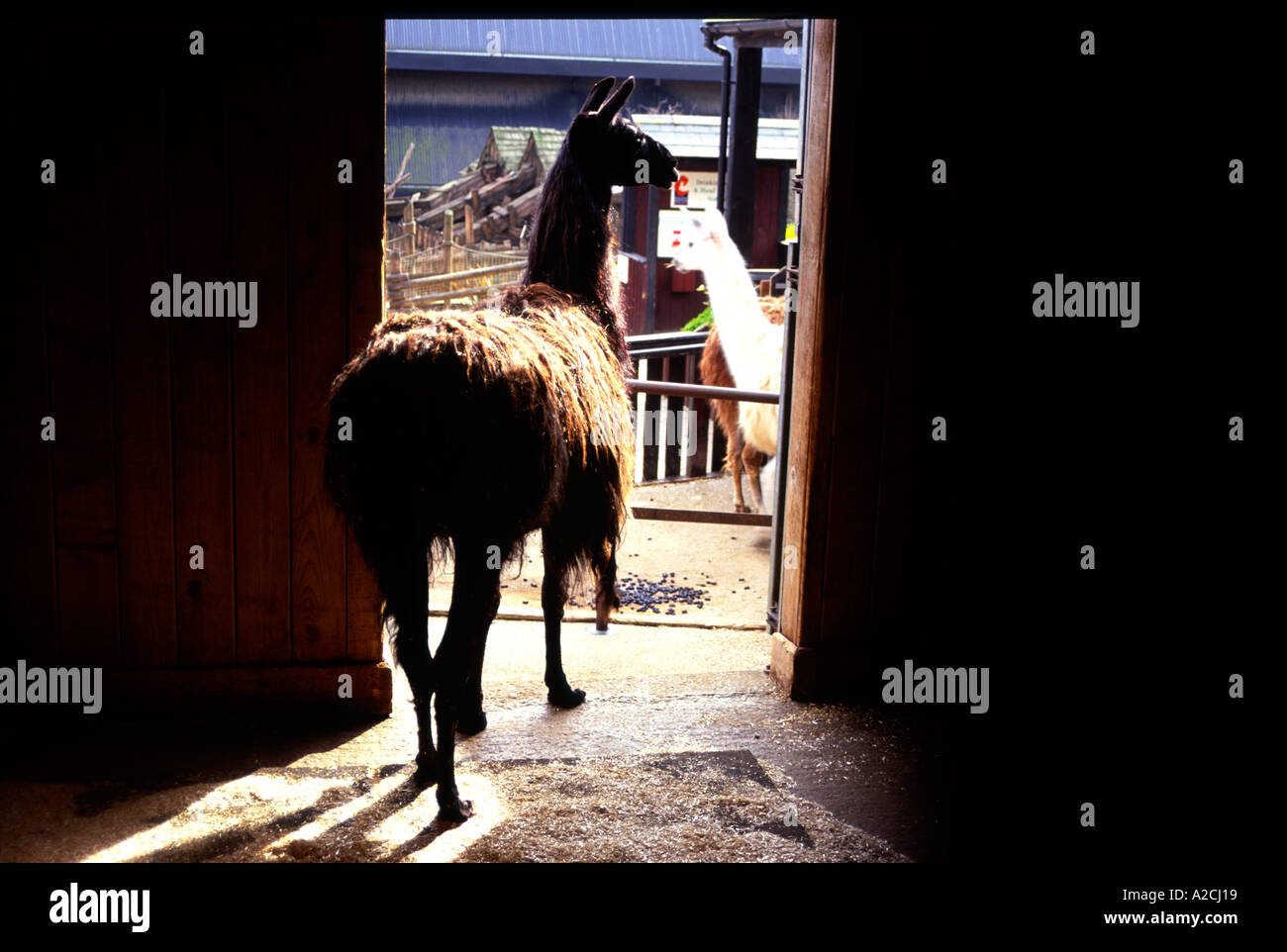 Llama back view Colchester zoo Stock Photo - Alamy