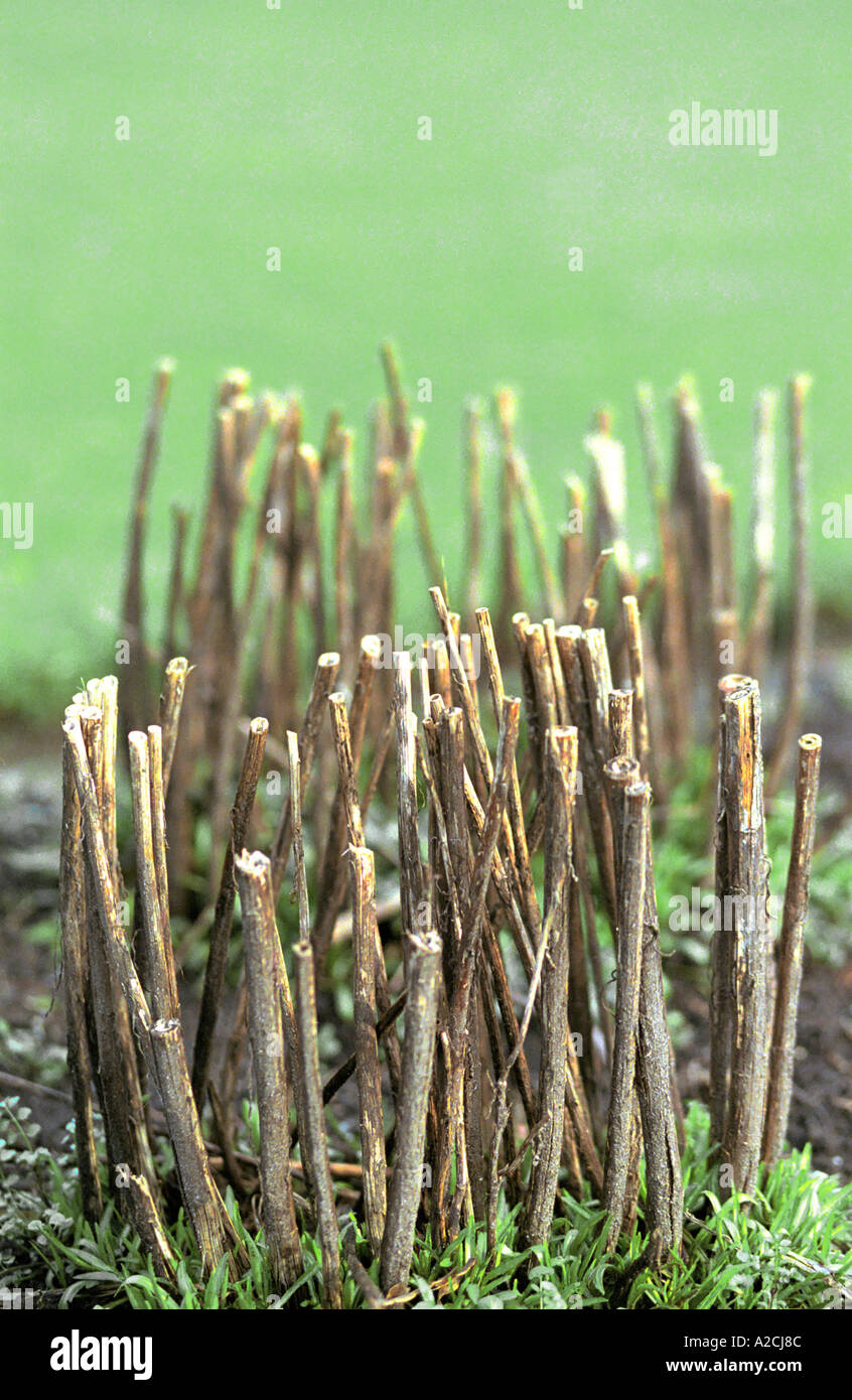 new rose stems Stock Photo - Alamy