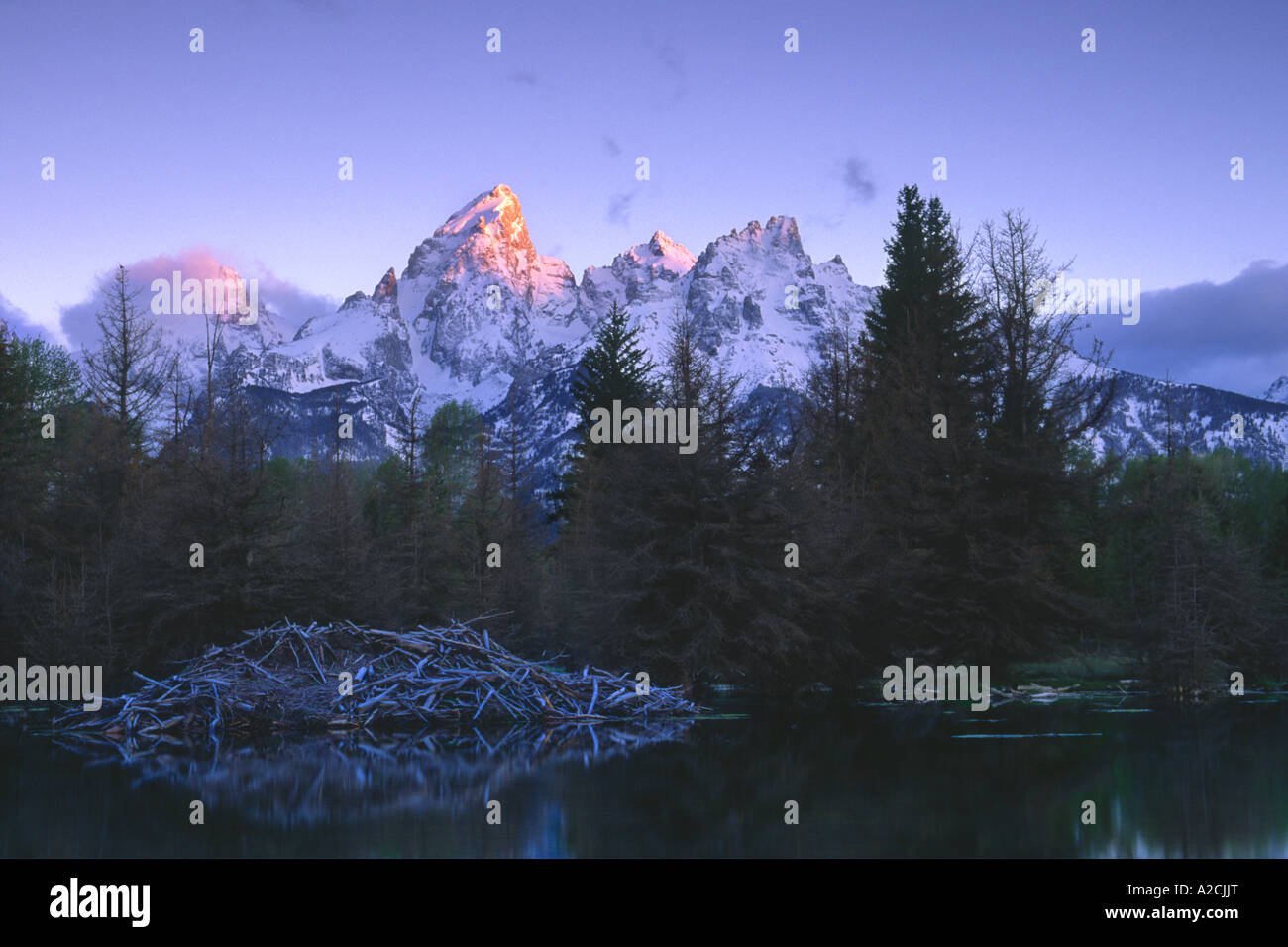 Teton mountains with snow and alpenglow across beaver pond with beaver ...