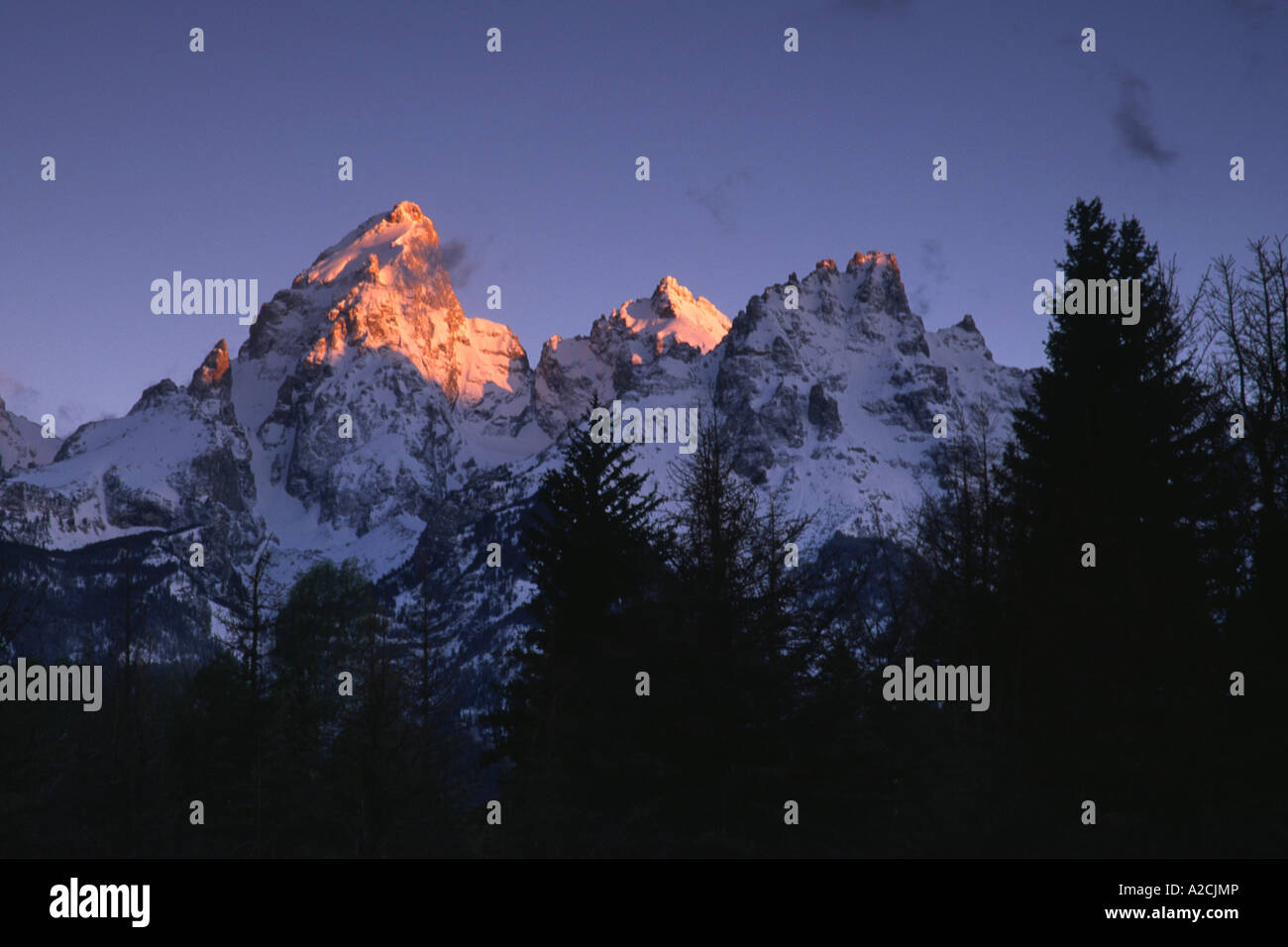 Teton mountains with snow and alpenglow with a row of pines in shadow ...