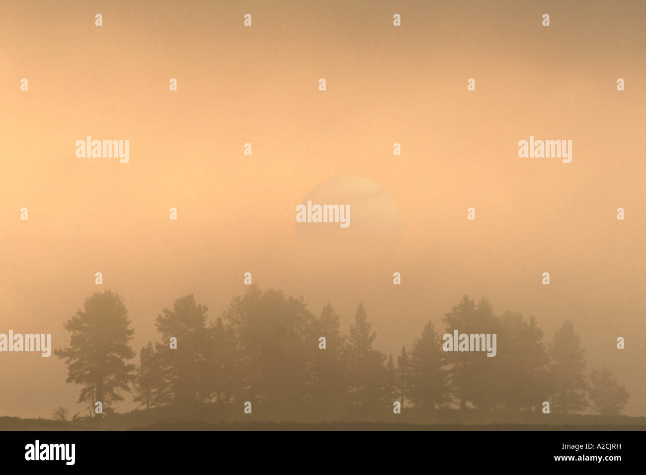 Surreal looking sun rising above a group of trees on a misty dawn Stock ...