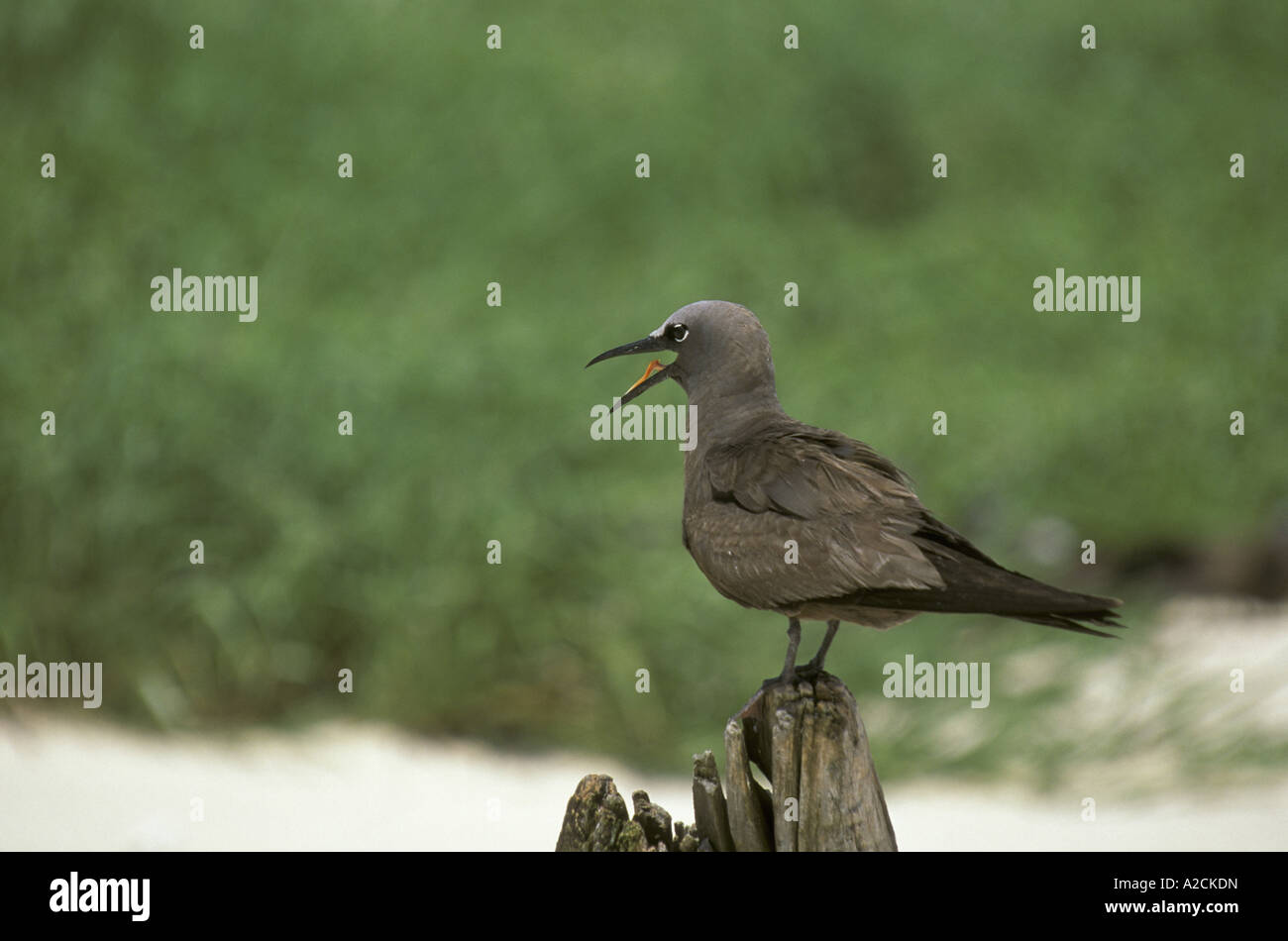 Common Noddy Anous stolidus Australia Stock Photo - Alamy