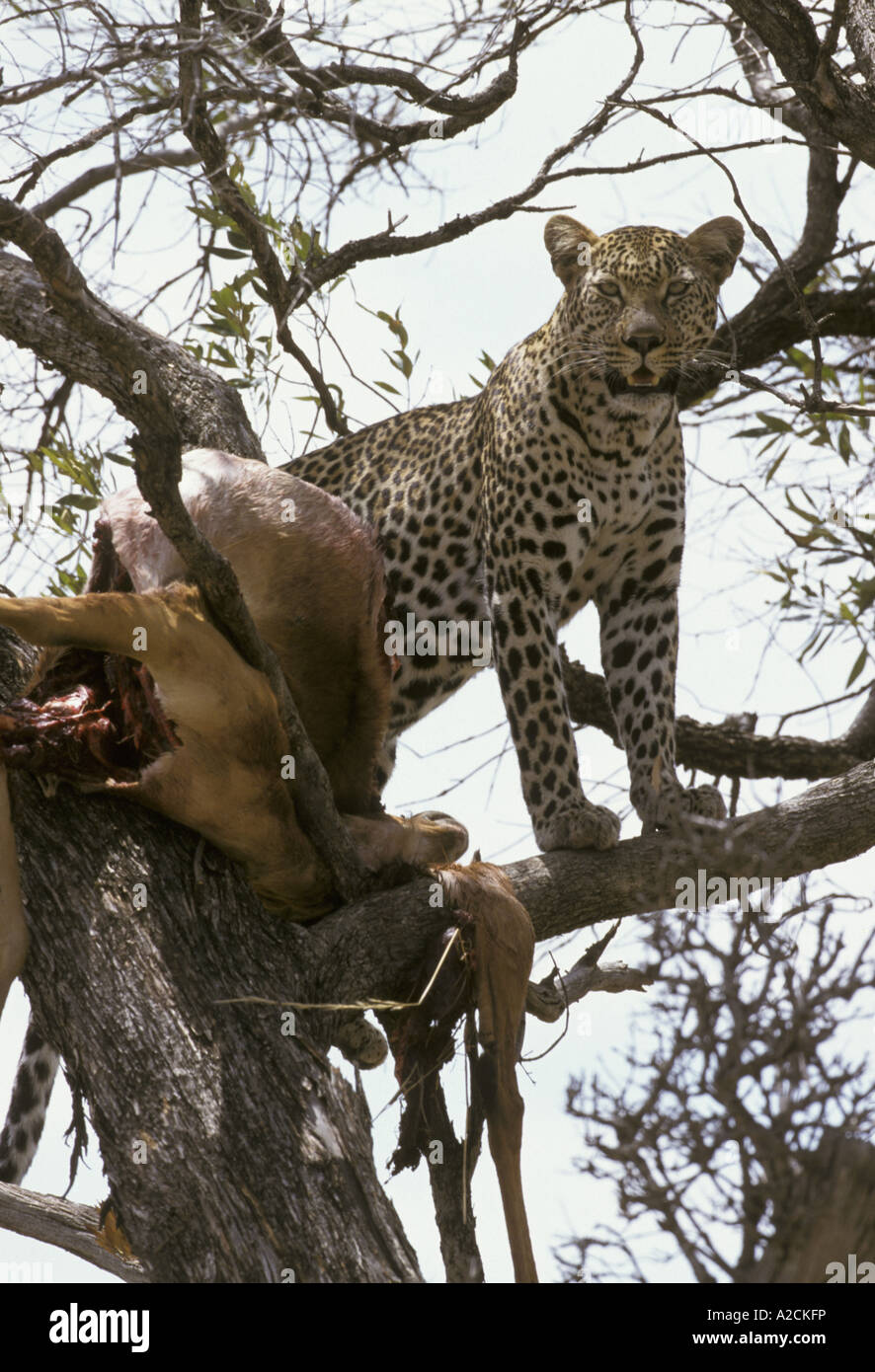 Leopards and impala hi-res stock photography and images - Alamy