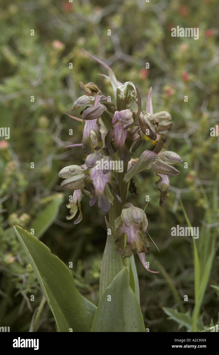 Giant Orchid Barlia robertiana Cyprus Stock Photo - Alamy