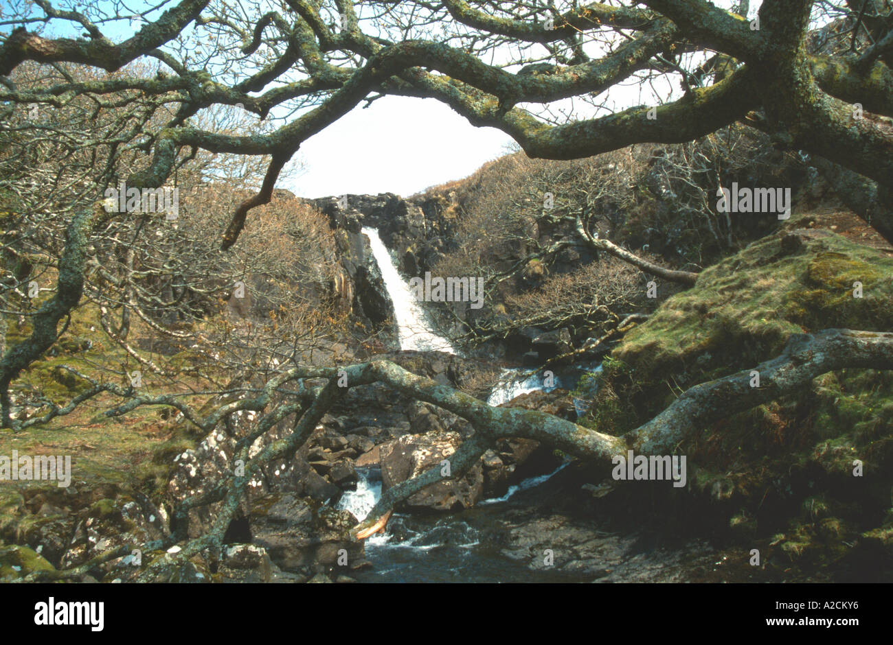 Mull ancient tree hi-res stock photography and images - Alamy