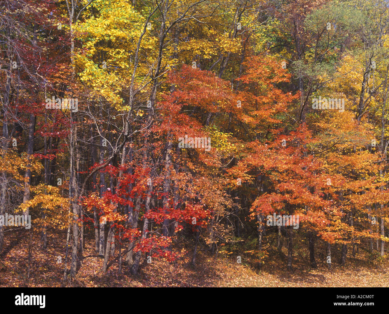 Tennessee fall colours hi-res stock photography and images - Alamy