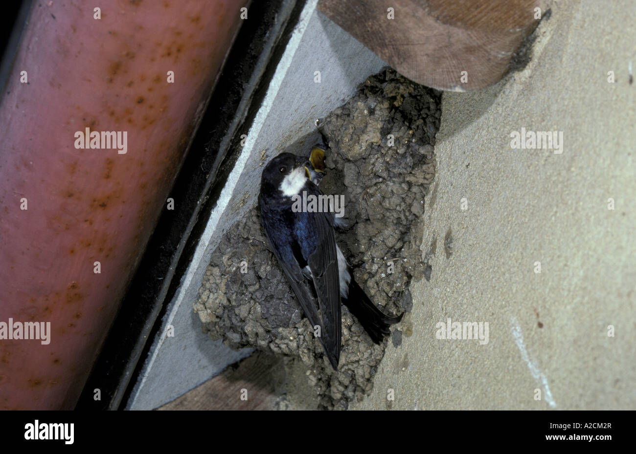 Nesting house martin hi-res stock photography and images - Alamy