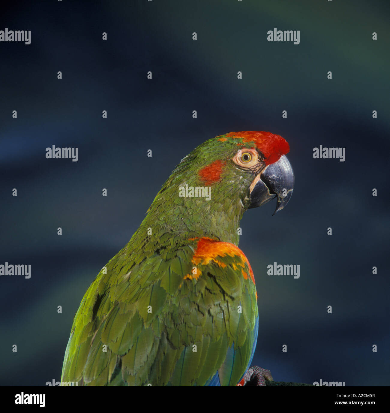 Red fronted Macaw Ara rubrogenys Stock Photo - Alamy