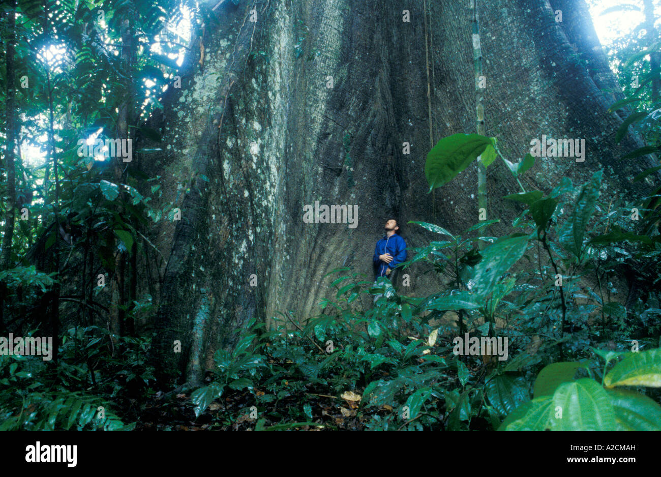 a man standing beside a giant tree at Tambopata National Park in the ...