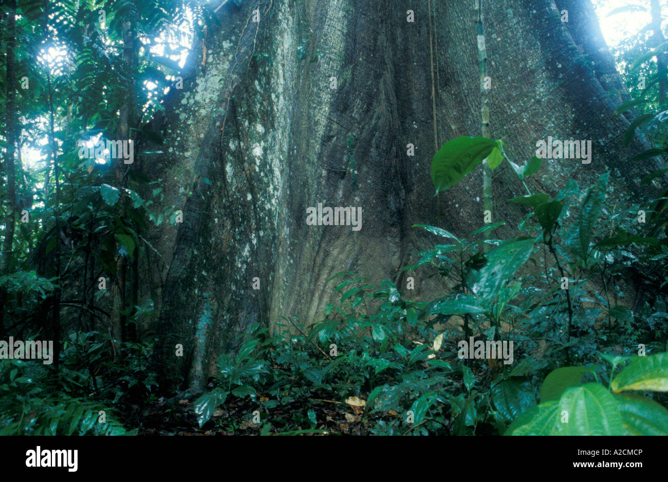 giant tree at Tambopata National Park in the Amazon Jungle of Peru ...