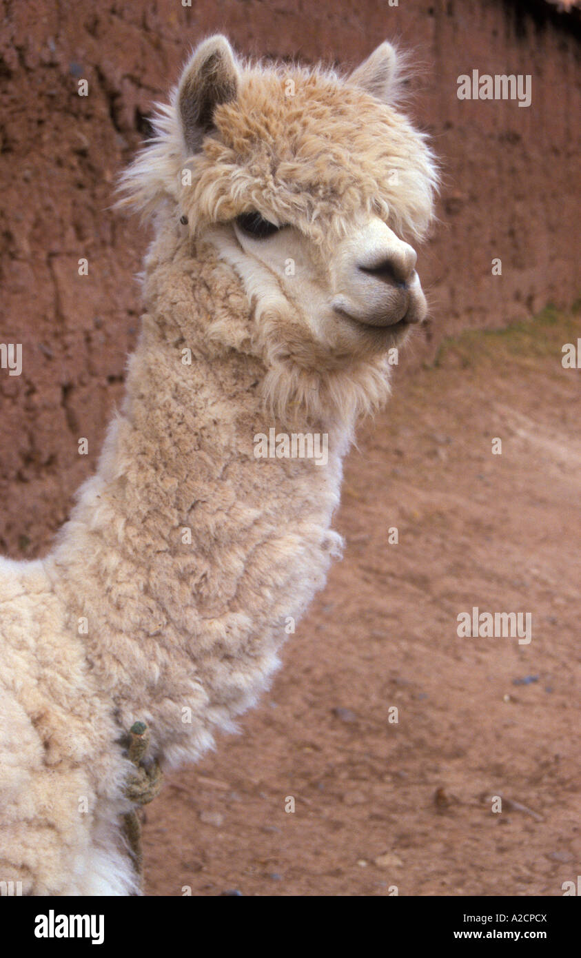 portrait of an alpaca in Cuzco in Peru Stock Photo - Alamy